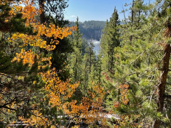 Best Places to See Fall Foliage in Yellowstone: When & Where to Go ...